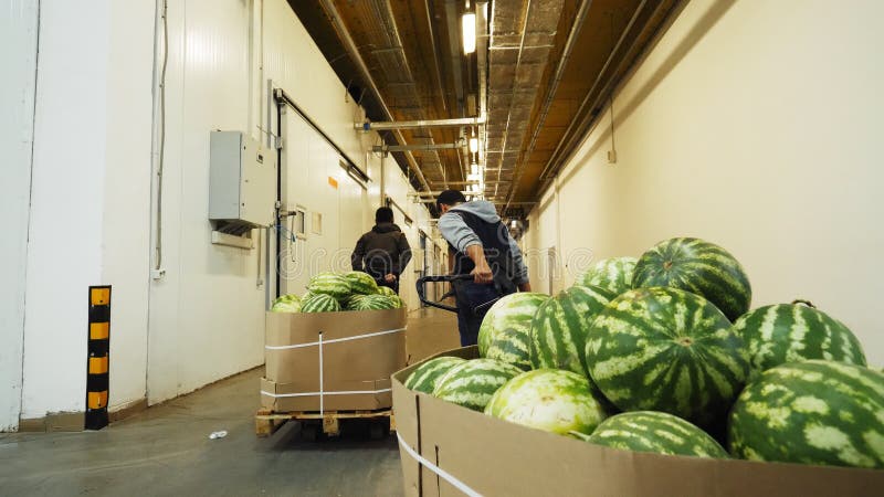 Workers Pull of Fresh Watermelons on Carts Along Warehouse Stock ...