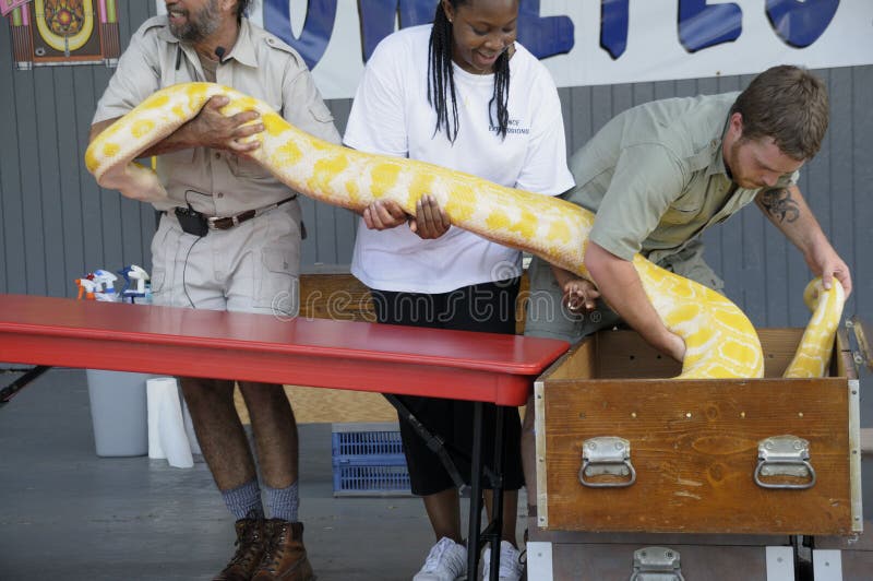 Workers from Reptile World Displays a 200 Lb 20 Foot Long Albino Python ...