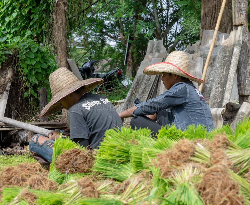 Workers in the Rice Field Prepare Young Rice Plants for Sawing ...