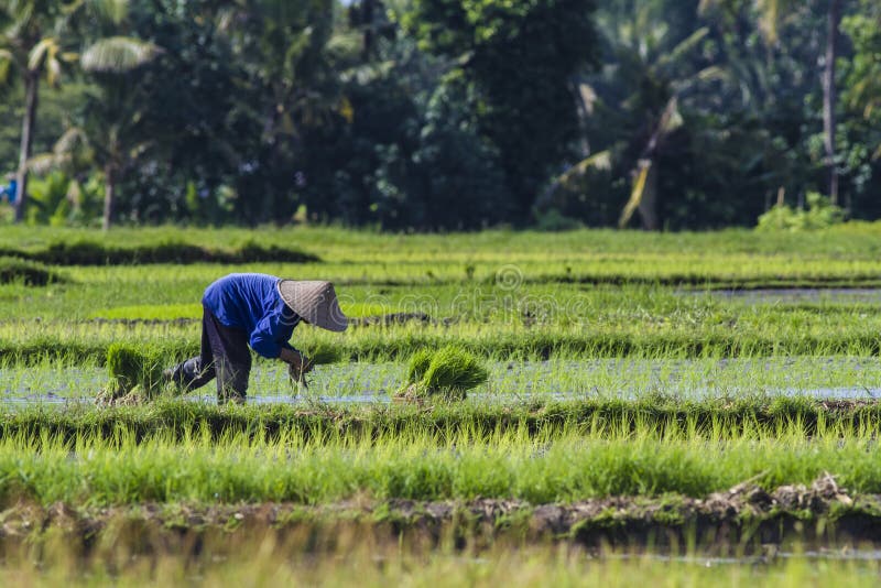 Workers at Rice Field stock image. Image of harvest, farmer - 32443251