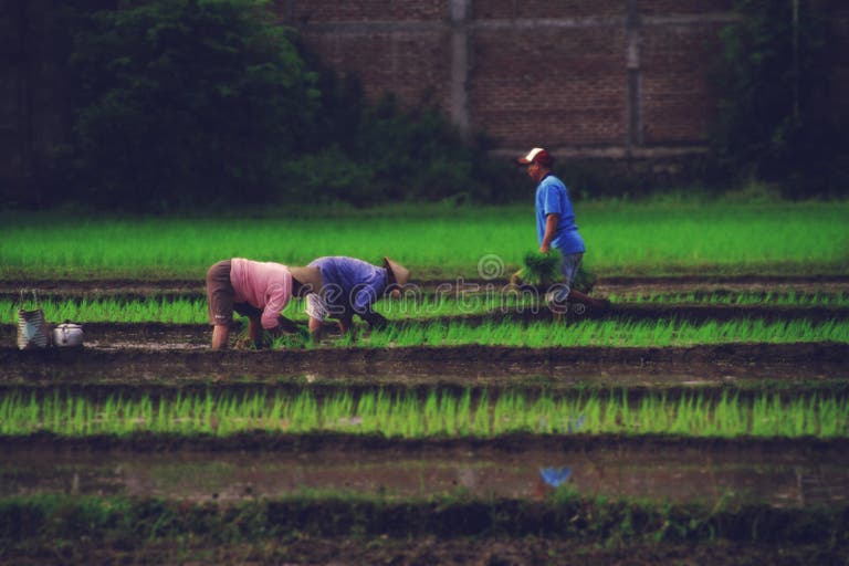Workers on Rice Field editorial photo. Image of hijau - 86419801