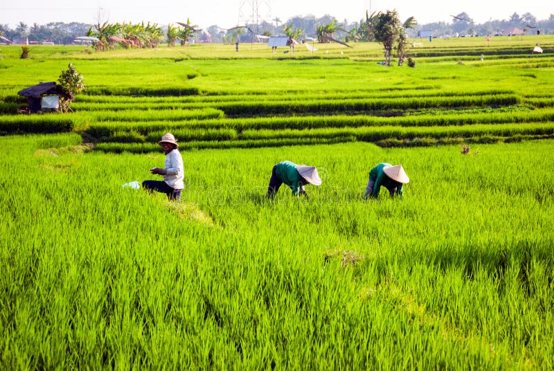 Workers On Rice Fields, Bali, Indonesia Editorial Photography - Image ...