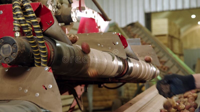 Workers Sort Potatoes on Conveyor. Manual Sorting of Potatoes from ...