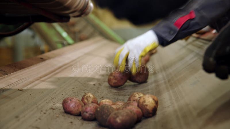 Workers Sort Potatoes on Conveyor. Manual Sorting of Potatoes from ...