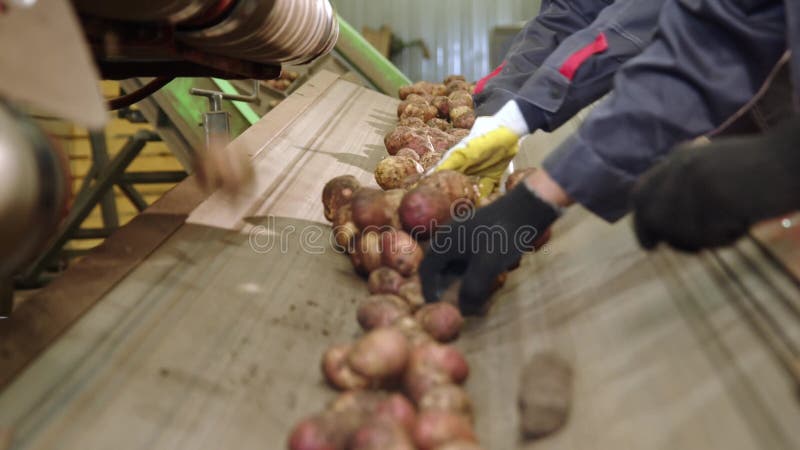 Workers Sort Potatoes on Conveyor. Manual Sorting of Potatoes from ...