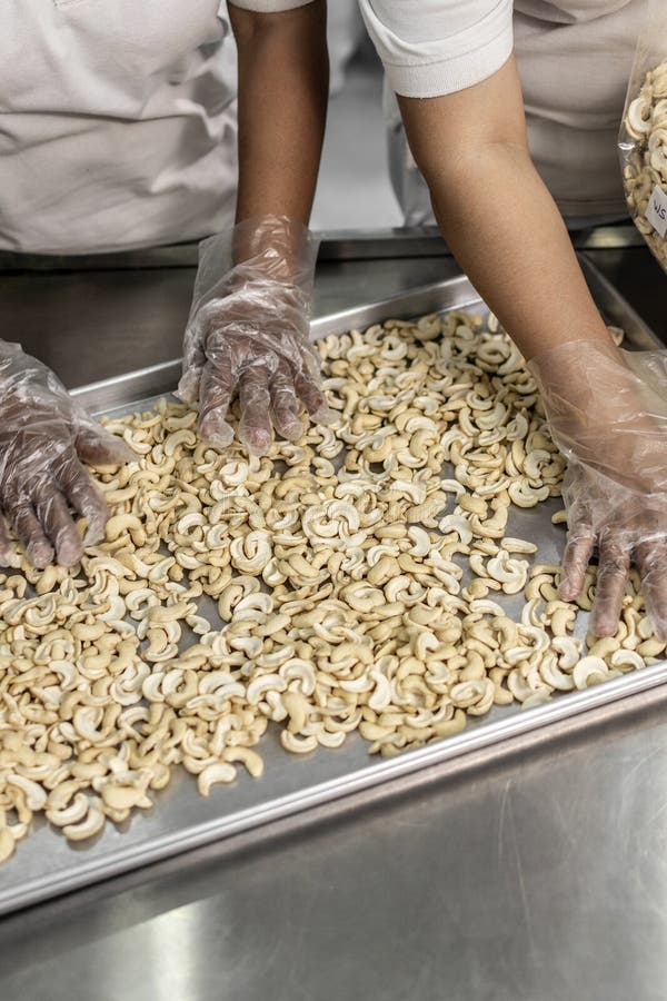 Workers Sorting Cashew Nuts Inside Modern Agricultural Processing ...