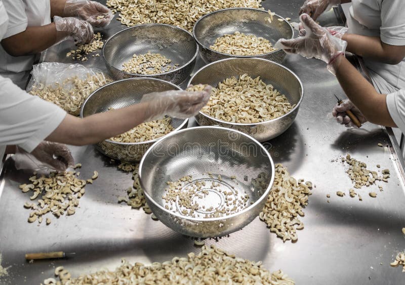 Workers Sorting Cashew Nuts Inside Modern Agricultural Processing ...