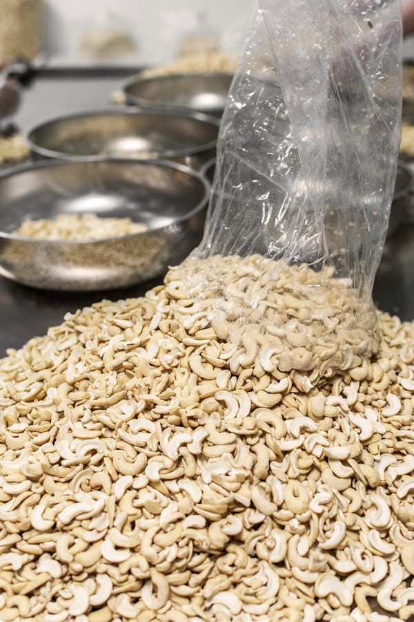 Workers Sorting Cashew Nuts Inside Modern Agricultural Processing ...