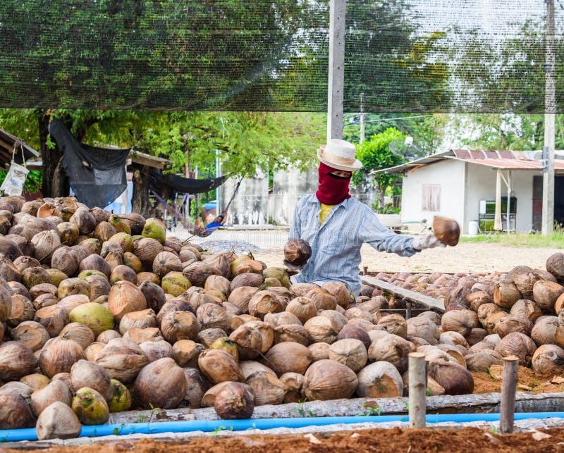 978 Cutting Green Coconut Stock Photos - Free & Royalty-Free Stock ...