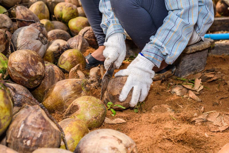 Workers are Sorting Coconut for Cutting and Arranging for Breeding ...