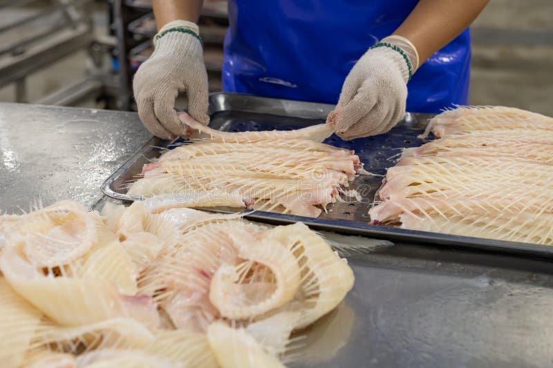 Fish bones stock photo. Image of details, geologic, copyspace - 57004072