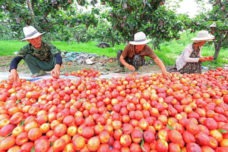 Workers Sorting Nectarines on the Farm, Luannan County, Hebei Province ...