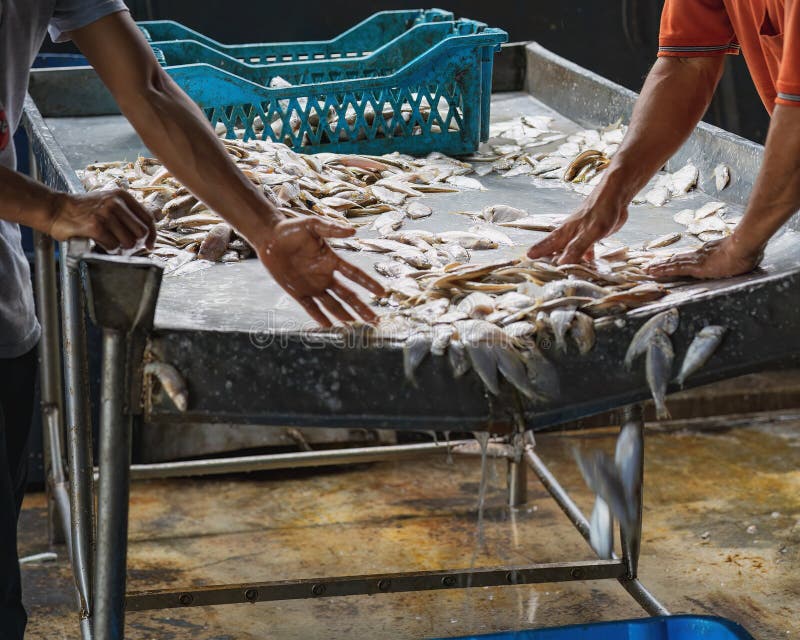 Workers Sorting Out the Fish Catch into the Containers Stock Image ...
