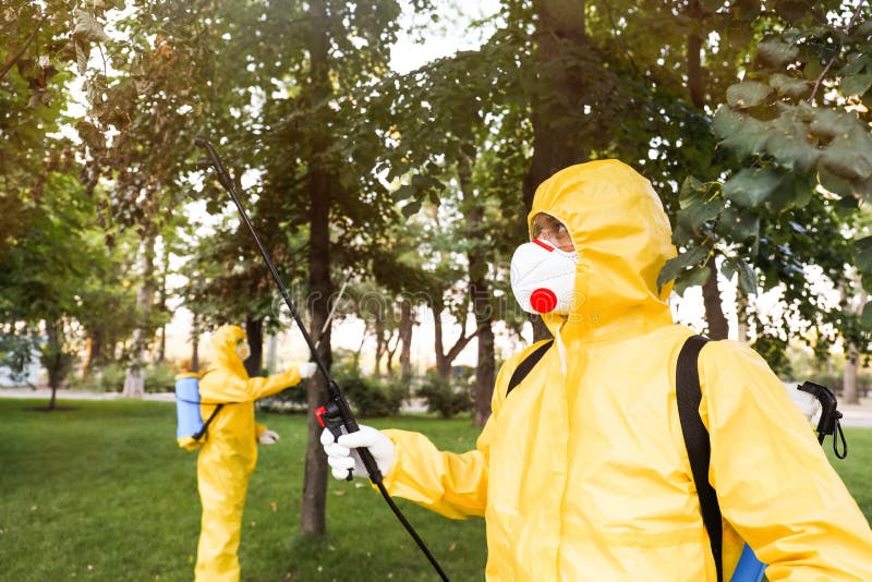 Workers Spraying Pesticide Onto Tree Outdoors. Pest Control Stock Image ...