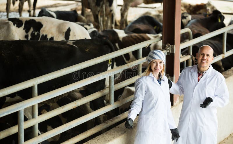 Workers Taking Care of Cows Stock Photo - Image of farmers, herd: 73003744