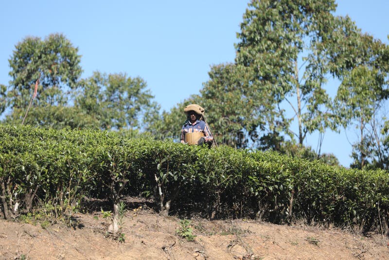Tea Workers at the Tea Plantation in Sri Lanka Editorial Image - Image ...