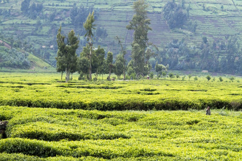Tea plantation in Rwanda editorial photography. Image of ingredient ...