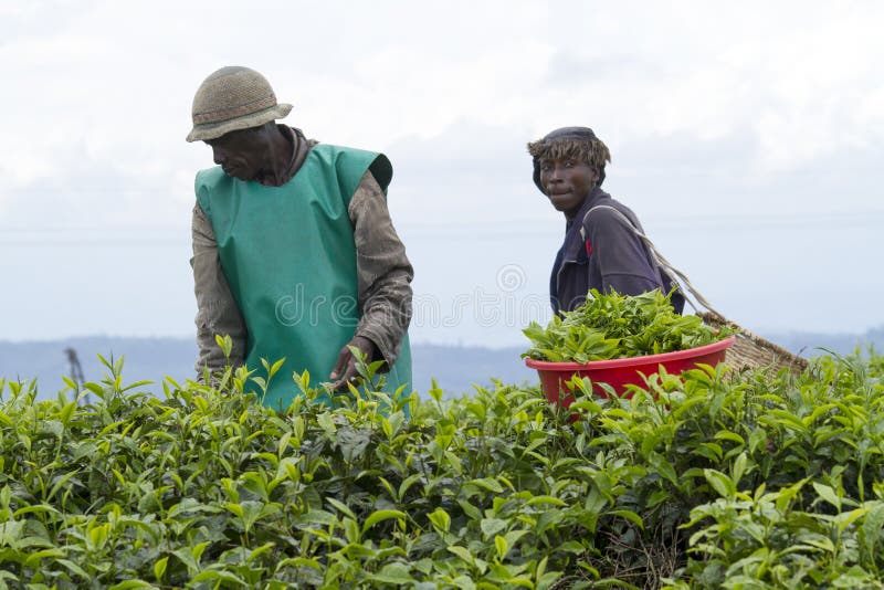 Workers at a Tea Plantation Editorial Stock Image - Image of export ...