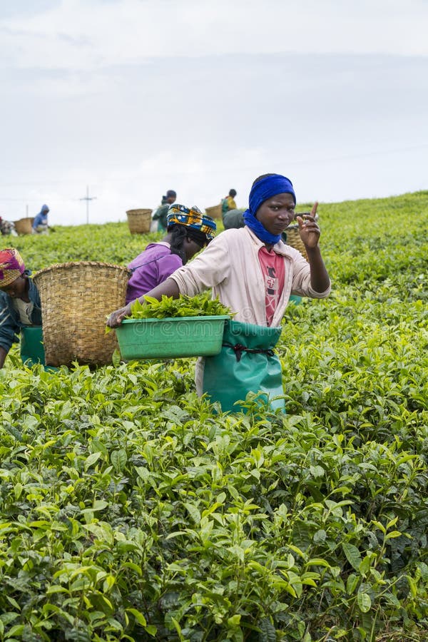 Worker at a tea plantation editorial stock image. Image of contour ...
