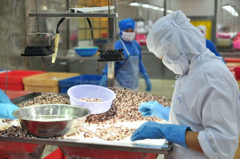 Workers are Testing the Quality of Octopus for Exporting in a Seafood ...