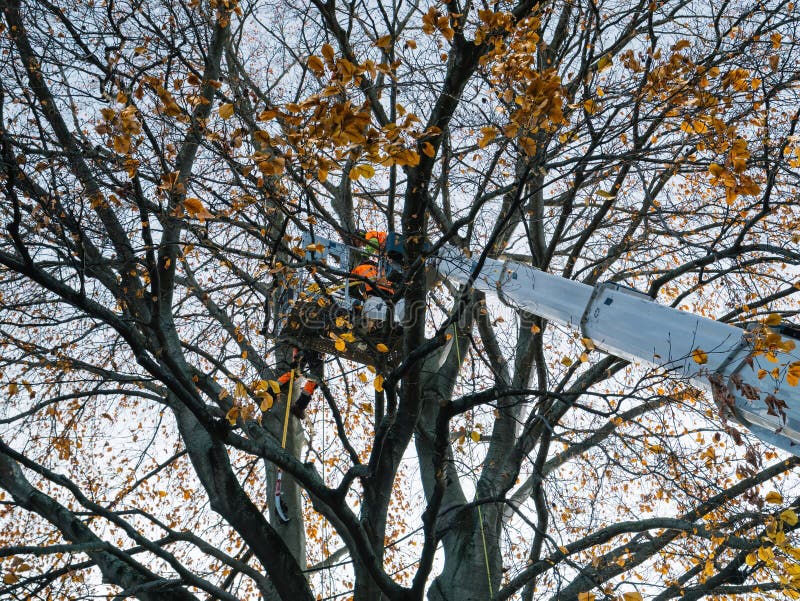 Workers Tree Maintenance in Autumn Stock Image - Image of autumn ...