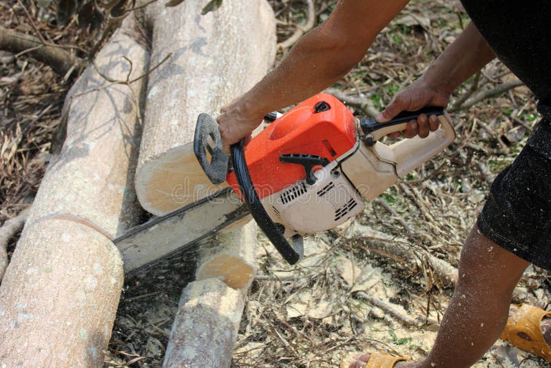 Workers are Using a Chainsaw Sawing Trees. Stock Image - Image of pine ...