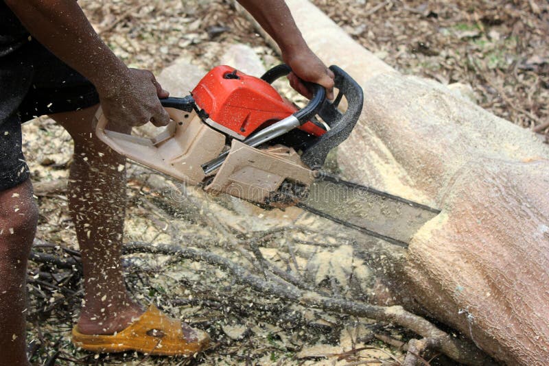 Workers are Using a Chainsaw Sawing Trees. Stock Image - Image of wood ...
