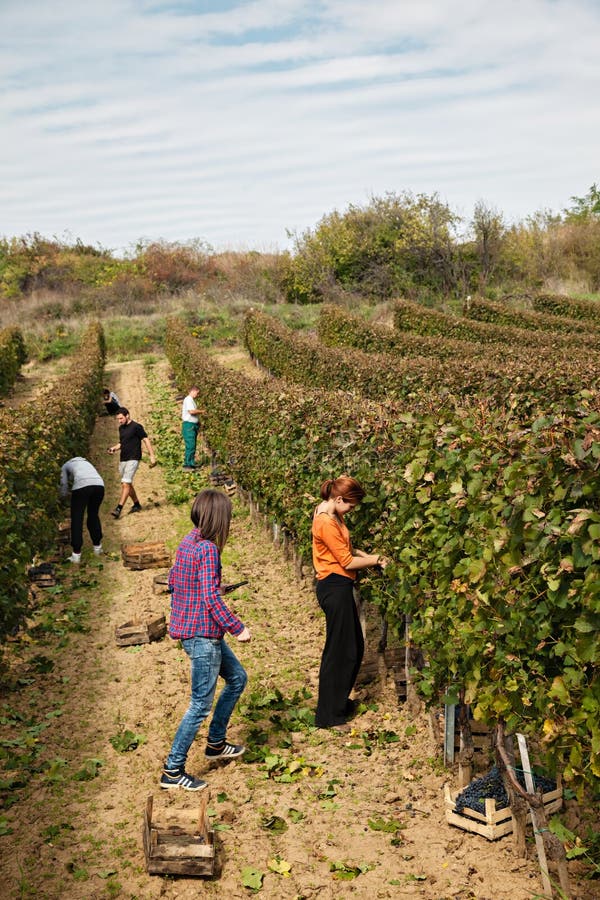 Workers in Vineyard stock photo. Image of basket, male - 46906340