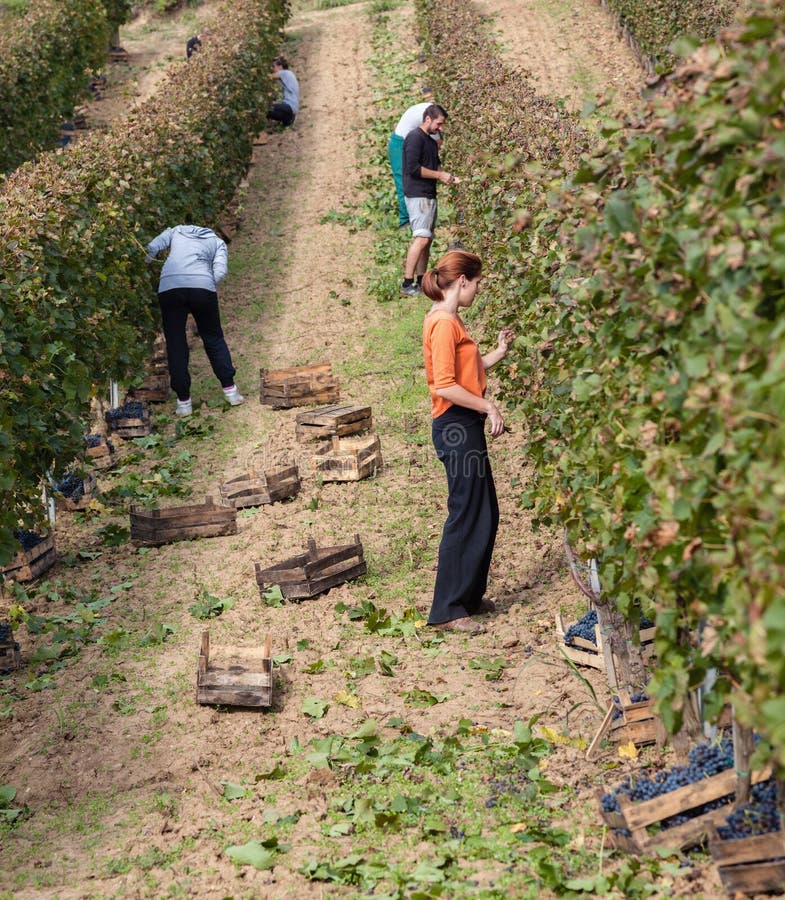 Workers in Vineyard stock photo. Image of basket, male - 46906340