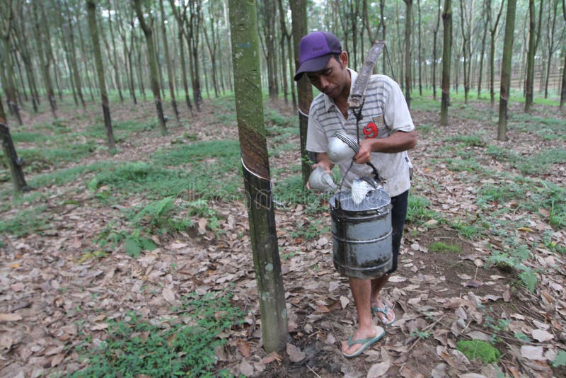 135 Collecting Rubber Tapping Stock Photos - Free & Royalty-Free Stock ...
