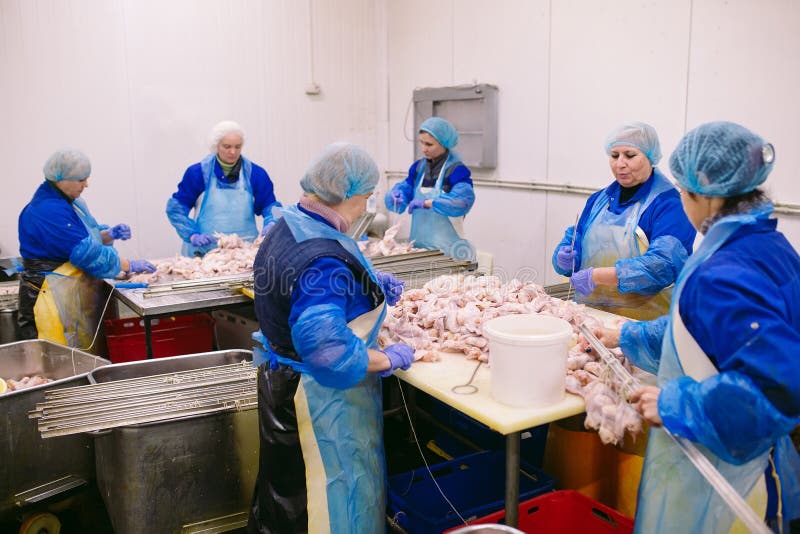Workers Working in a Chicken Meat Plant Stock Image - Image of hygiene ...