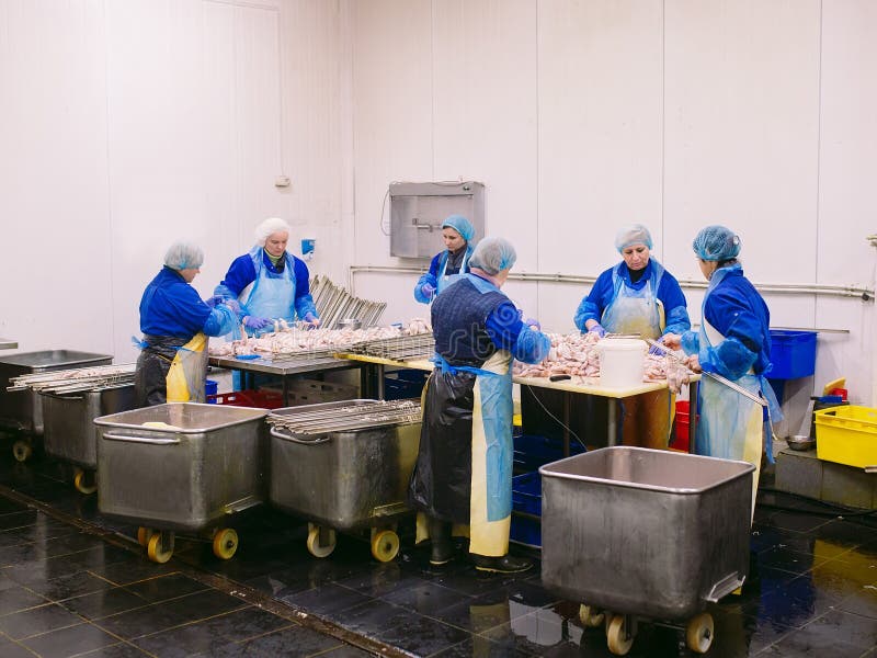 Workers Working in a Chicken Meat Plant Stock Image - Image of butcher ...