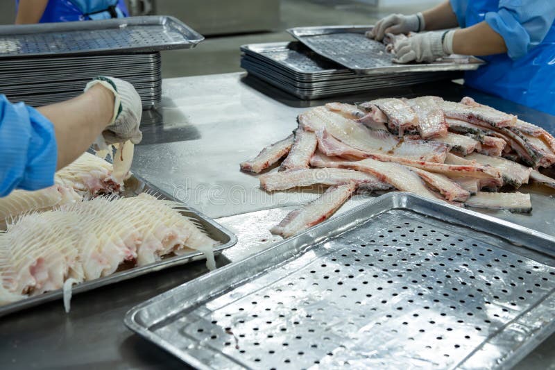 Workers in the Workshop of Fish Processing Plant Sorting and Organizing ...