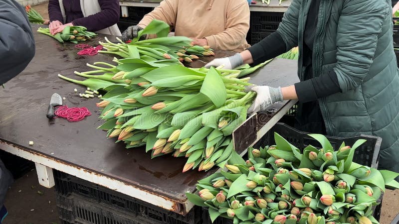 Painstaking Work Gardeners Carefully Sorting and Packaging Ready ...