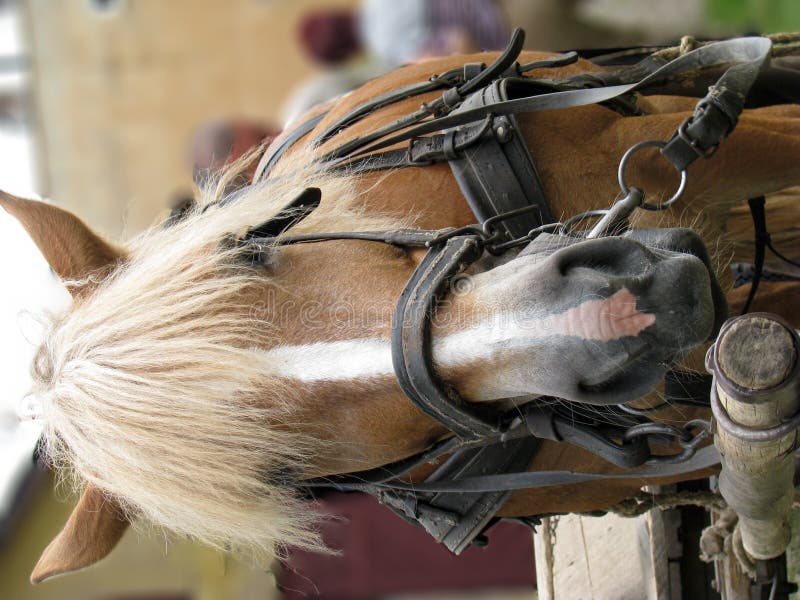 Workhorse stock photo. Image of forelock, cart, village - 11144118