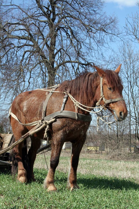 Workhorse stock image. Image of tree, horse, ranch, workhorse - 980113