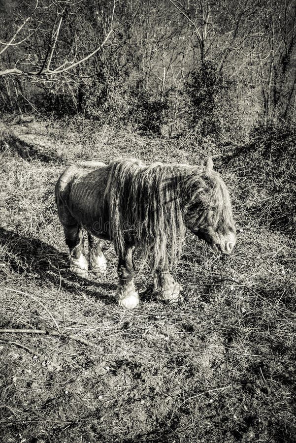 Workhorse stock image. Image of white, workhorse, countryside - 42192633