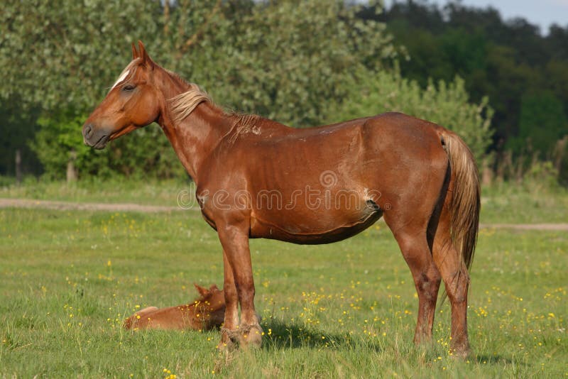 Workhorse on the grass stock image. Image of grass, livestock - 19545247