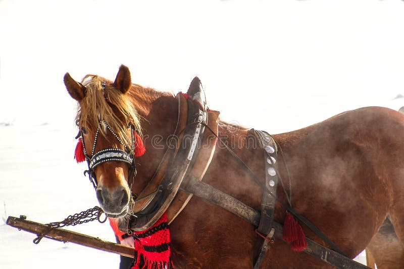 Workhorse Inactive after Work Stock Photo - Image of country, head ...