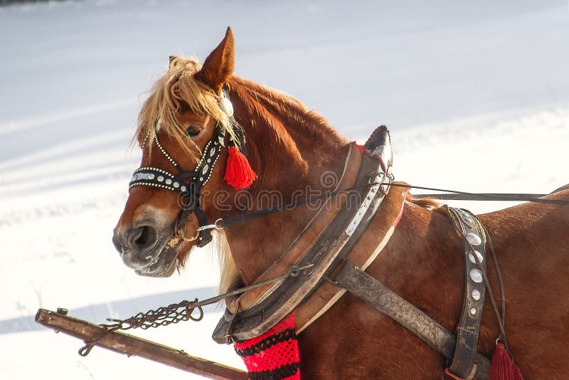 Workhorse Inactive after Work Stock Image - Image of animal, beauty ...