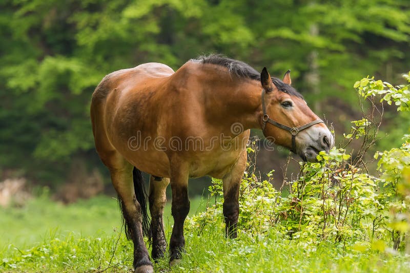 Workhorse Inactive after Work Stock Image - Image of equestrian, hard ...