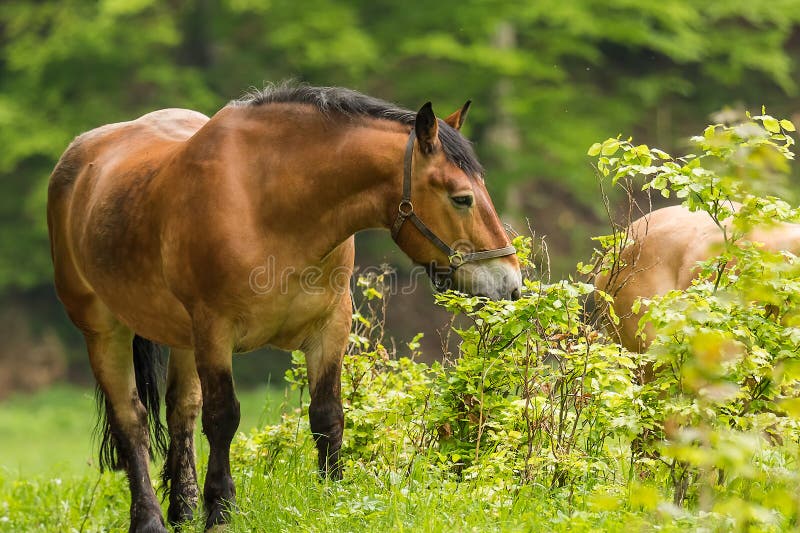 Workhorse Inactive after Work Stock Image - Image of horse, countryside ...