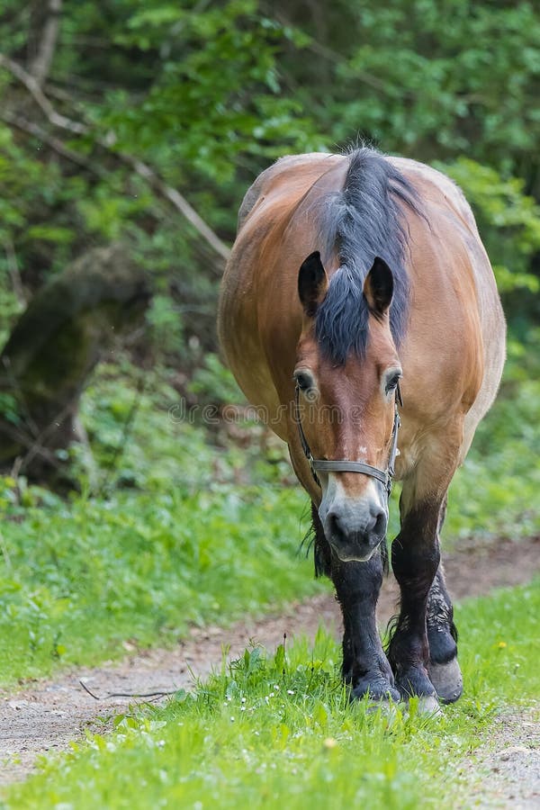 Workhorse Inactive after Work Stock Photo - Image of outdoor, landscape ...