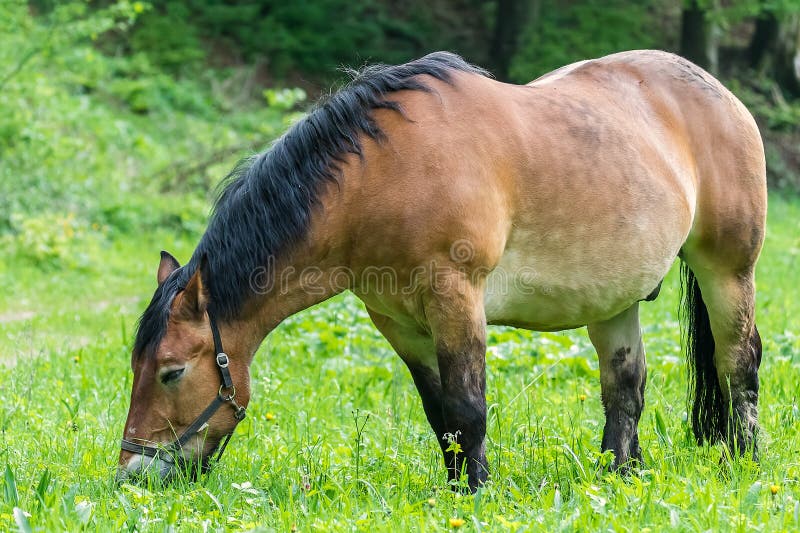 Workhorse Inactive after Work Stock Photo - Image of meadow ...