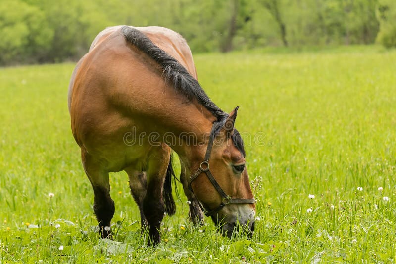 Workhorse Inactive after Work Stock Photo - Image of blue, black: 97423492