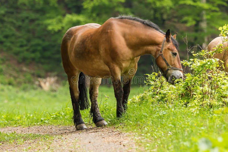 Workhorse Inactive after Work Stock Photo - Image of freedom, animal ...