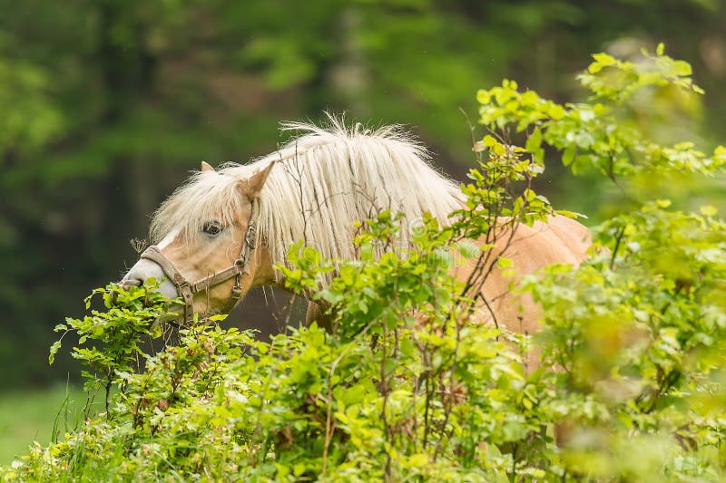 Workhorse Inactive after Work Stock Image - Image of country ...