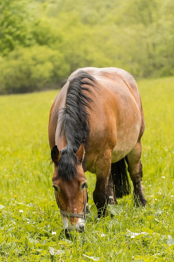 Workhorse Inactive after Work Stock Image - Image of field, beautiful ...