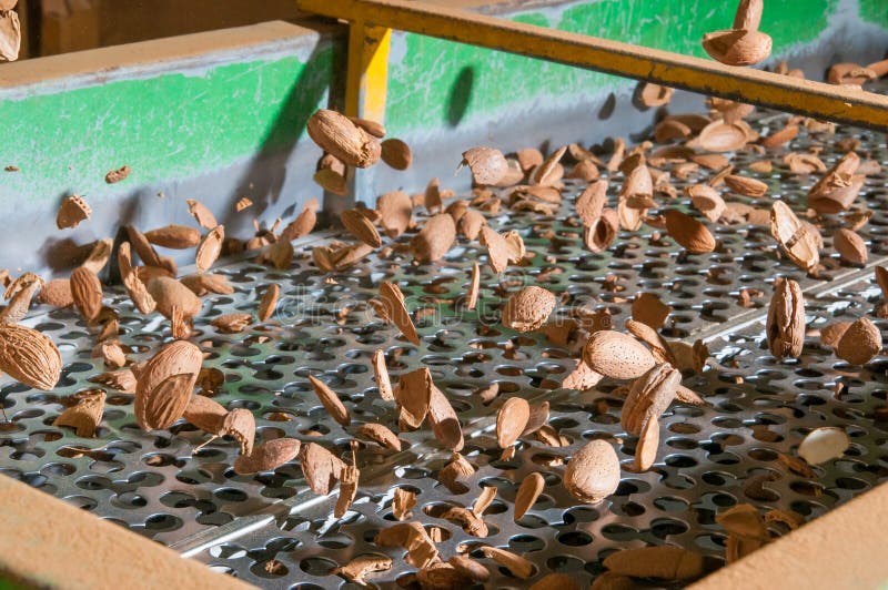 The working of almonds stock image. Image of food, fruit - 183105431