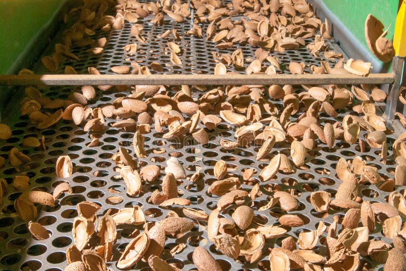 The working of almonds stock image. Image of phase, product - 183105493